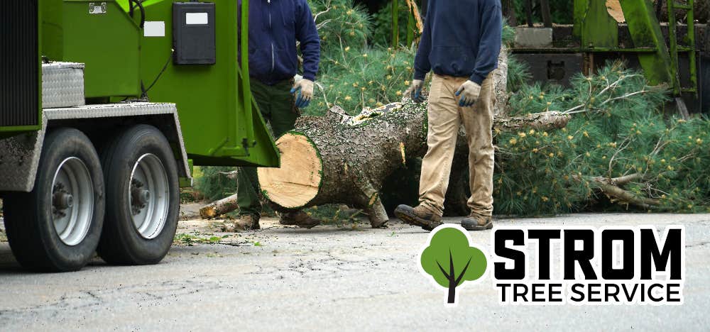 Strom Tree Service | Grand Forks | Read Reviews + Get a Bid | BuildZoom