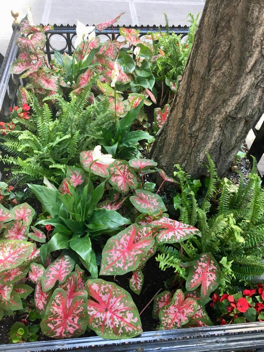 NYC Tree Pit Services | Brooklyn | Read Reviews + Get a Bid | BuildZoom