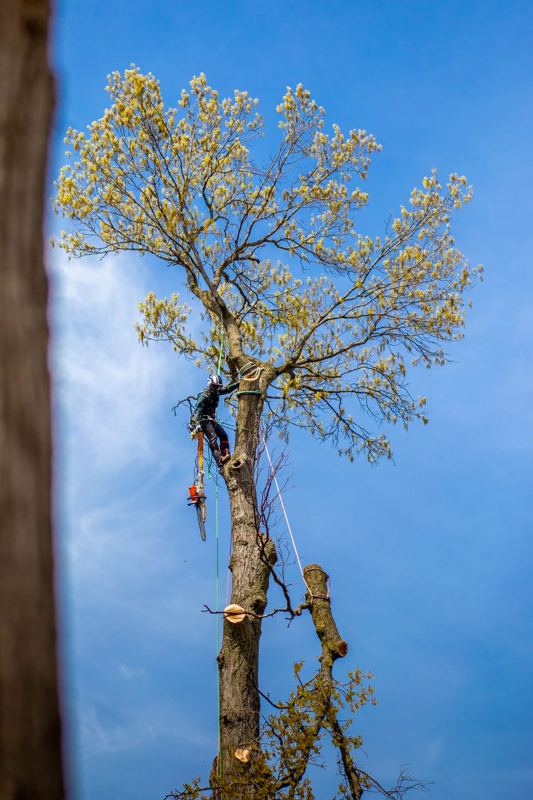 Brandenberger Tree Care Professionals | IN | Get a Bid | BuildZoom