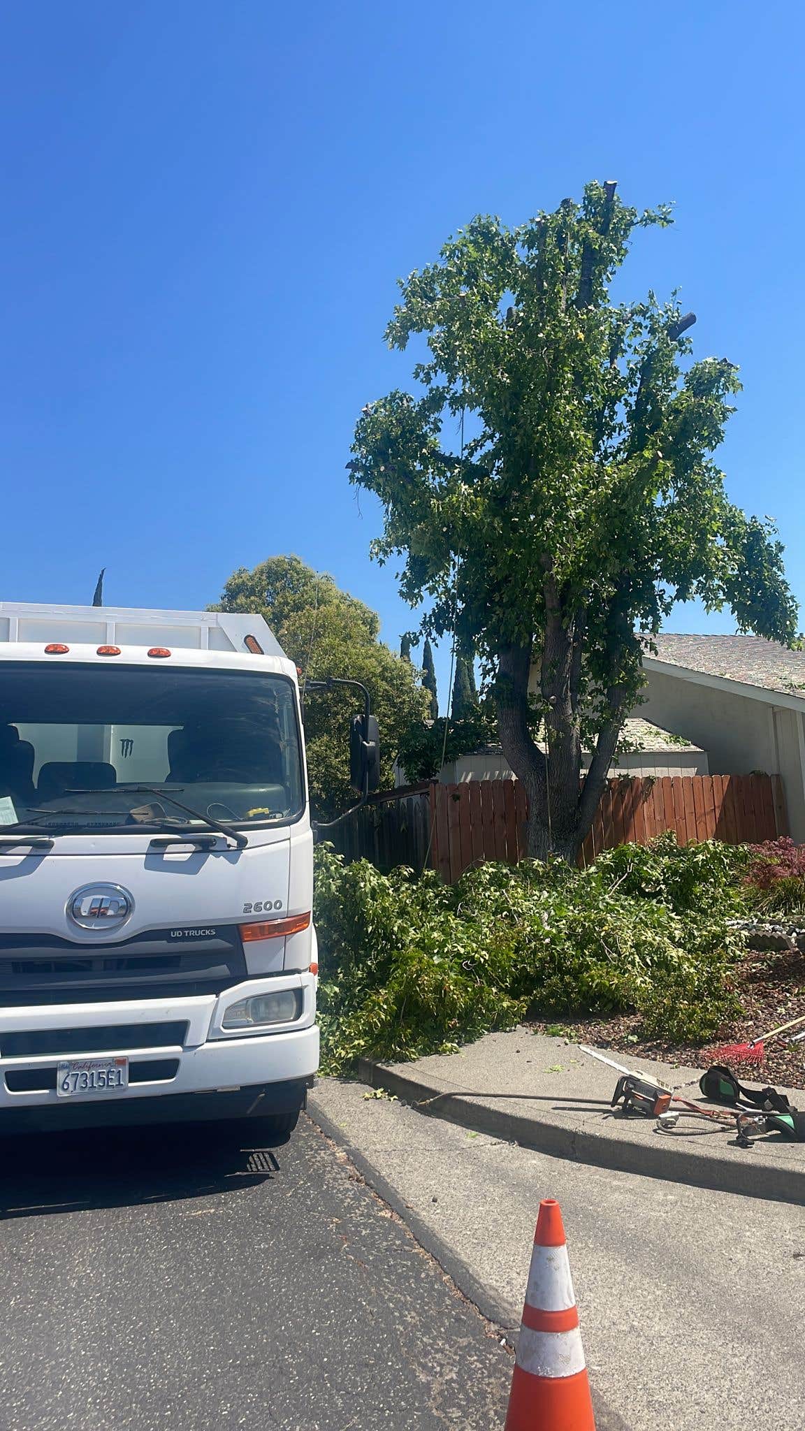 Timberland Tree Service | CA | Read Reviews + Get a Bid | BuildZoom